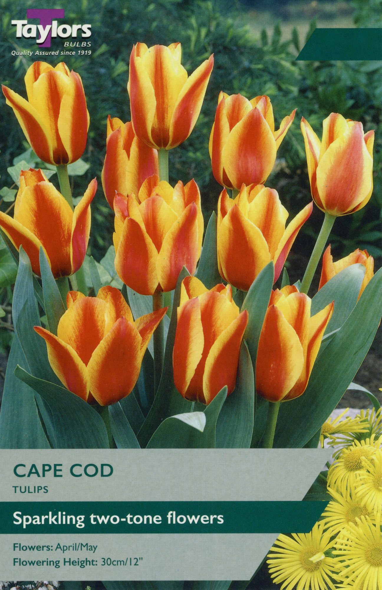 Tulip Cape Cod | Spring Flower Bulbs | Drinagh Garden Centre