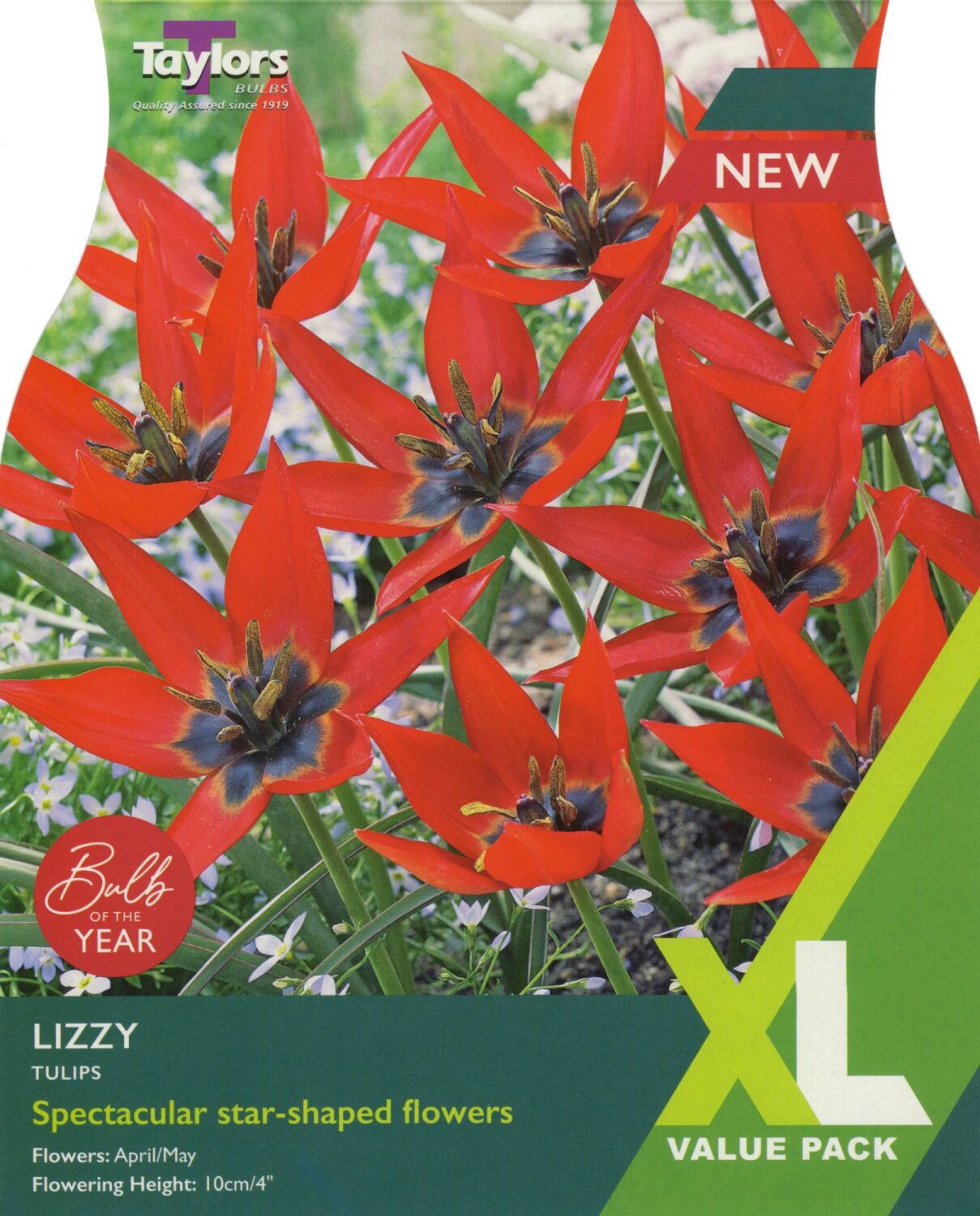 Tulip Lizzy | Spring Flower Bulbs | Drinagh Garden Centre