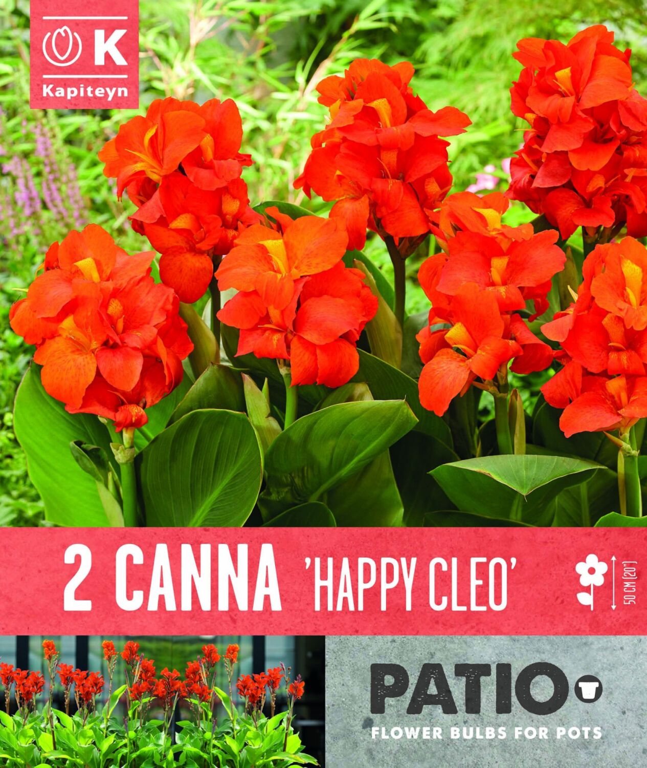 Canna Sol Happy Cleo | Flower Bulbs | Drinagh Garden Centre