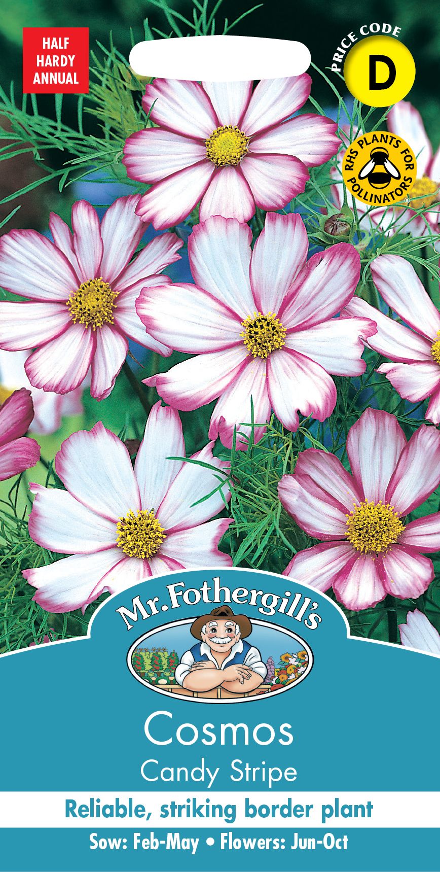 Cosmos Candy Stripe | Flower Seeds | Drinagh Garden Centre
