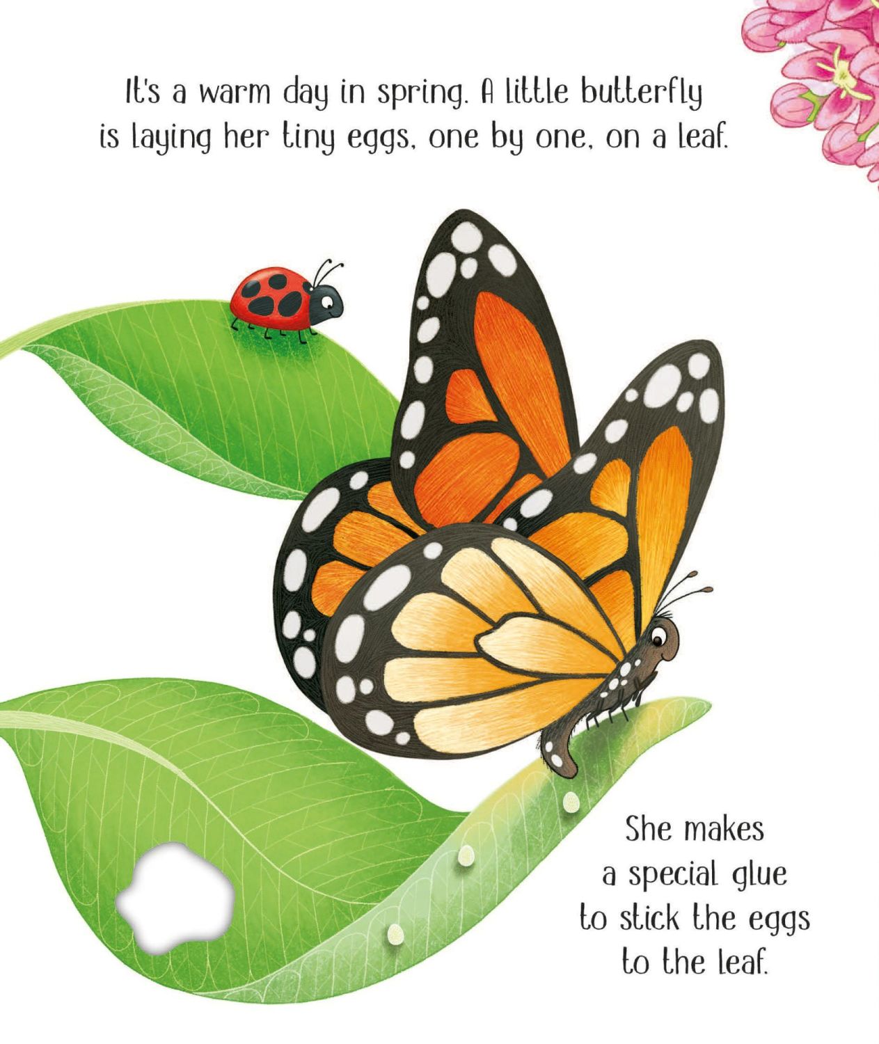 Portfolio of Illustrator Emma Allen