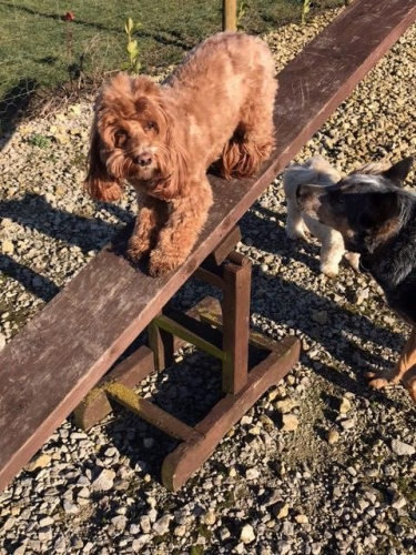 Lowfield Meadow - Private Enclosed Dog Exercise Park