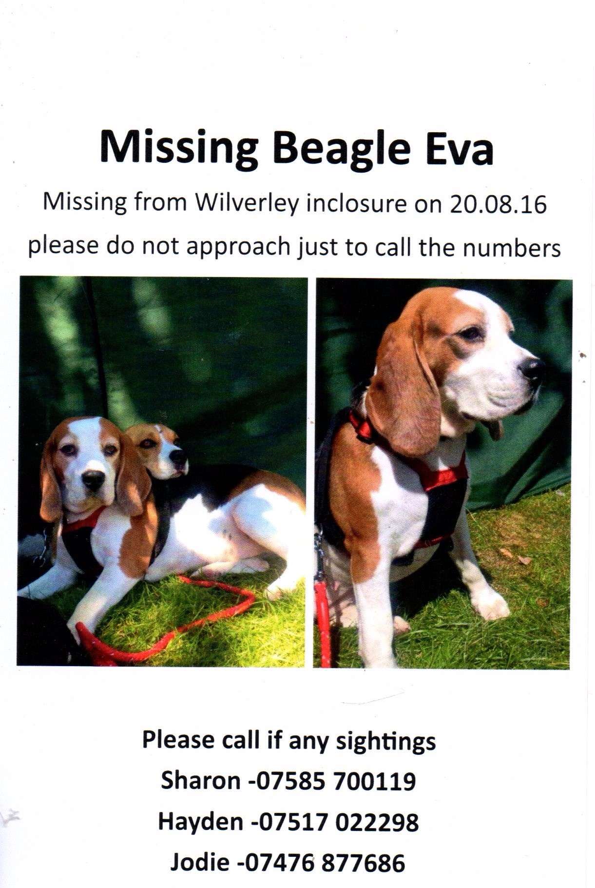 Missing Beagle Eva in the New Forest!! - Blog
