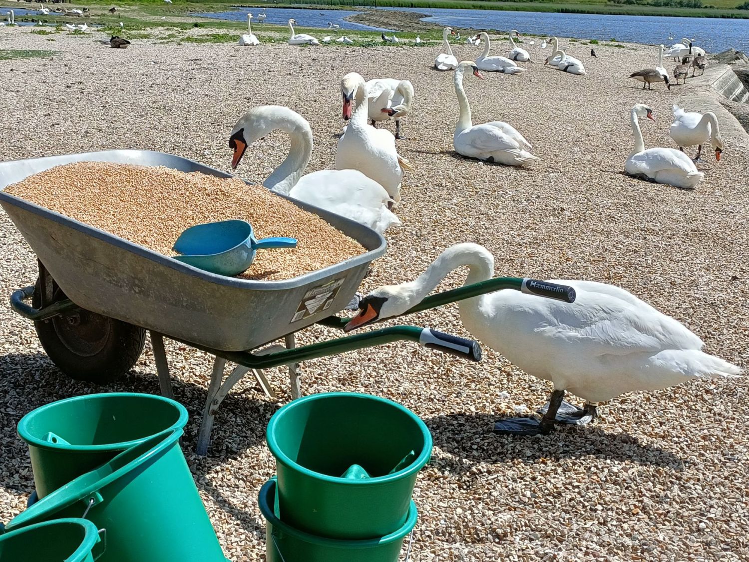 Dorsetmums visit to Abbotsbury Swannery