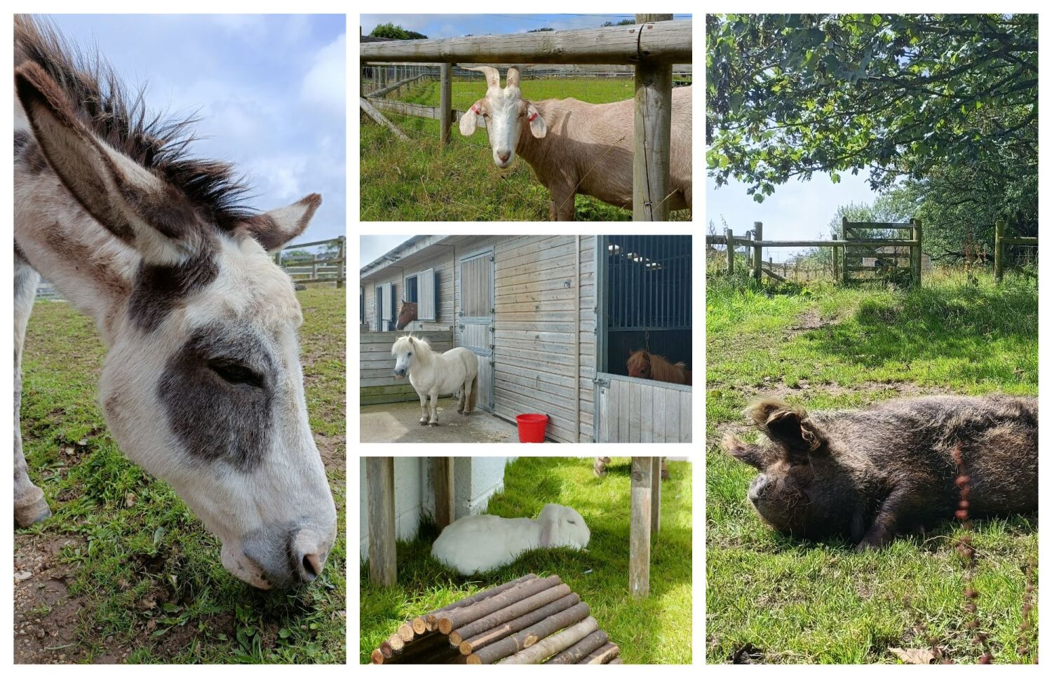Margaret Green Animal Rescue in Church Knowle
