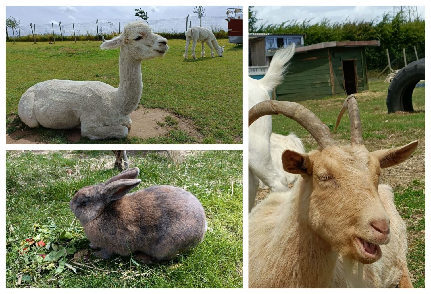 High Mead Farm Open Day 2023