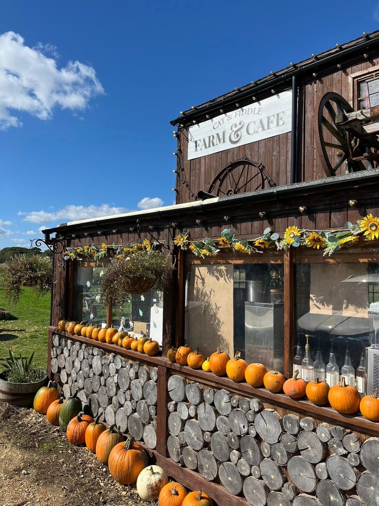 Pumpkin Picking Patches in Dorset