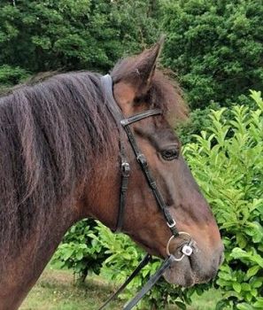Headstall Bridle - Anatomical - Without Noseband