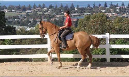 Saddle Fitting Guide - Horse - Rider