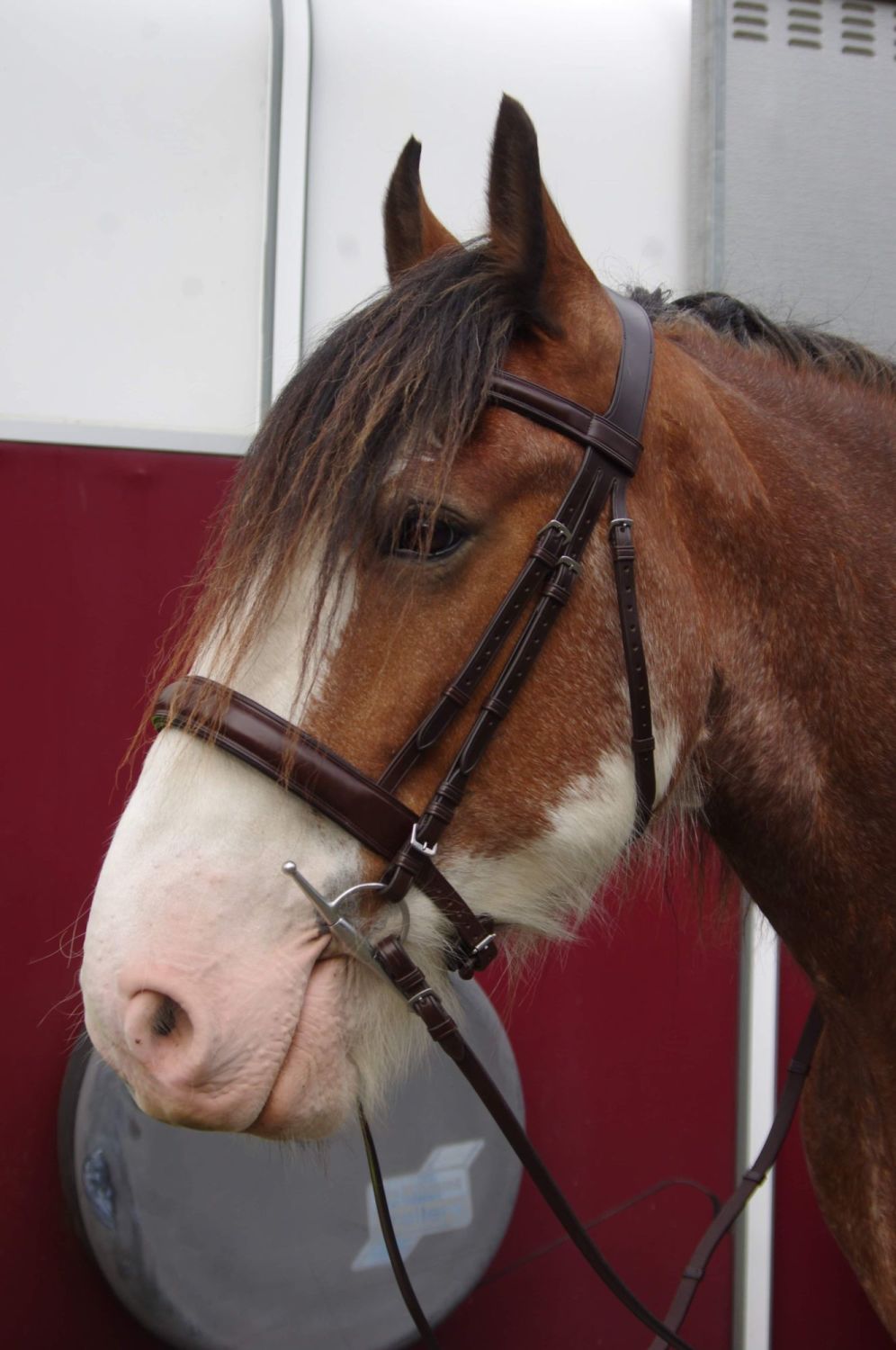 Extra Full and XX Full bridles for big, draft and heavy horses ...