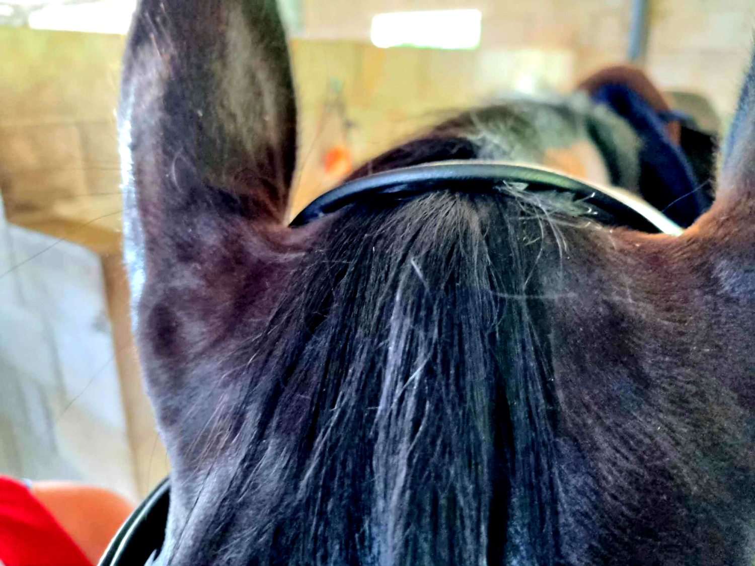 Anatomical Bridles - Horsemanship Saddlery