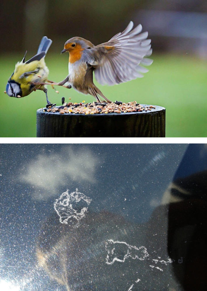 Bird mess/lime – The Clay Cloth Company™