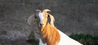 Homepage - Buy Goat Meat Scotland | Scottish Goat Meat