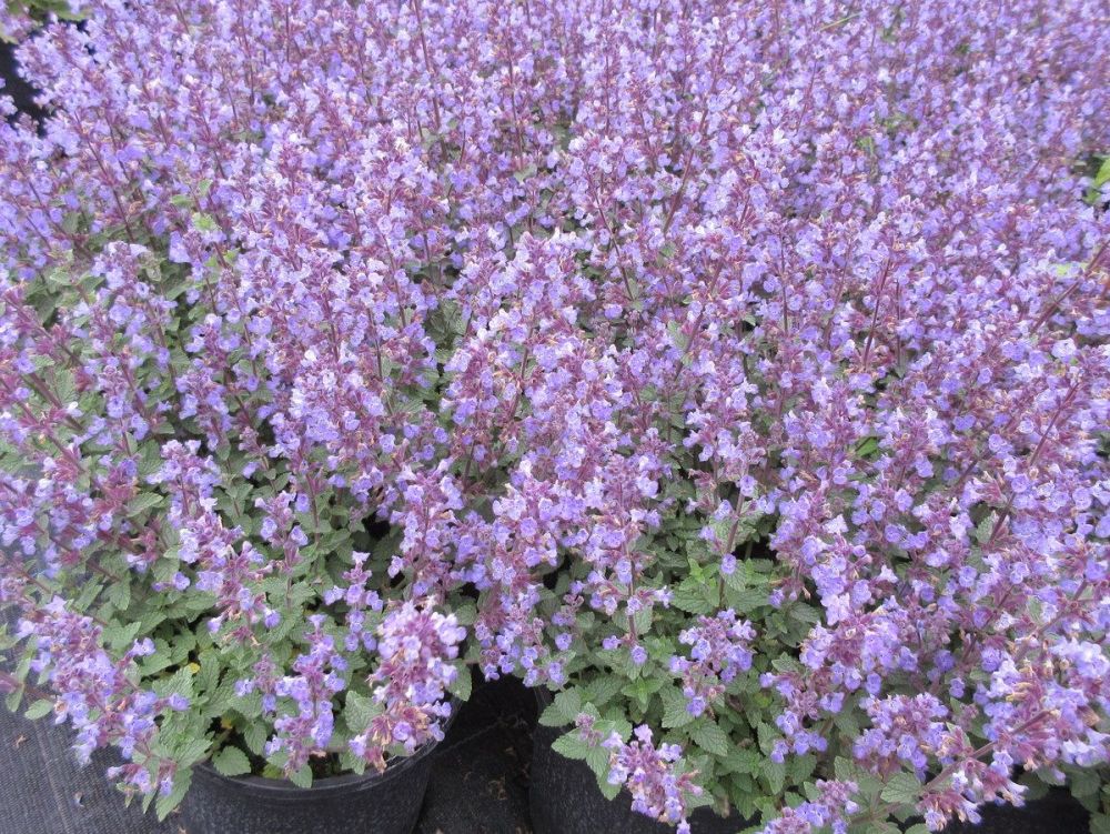 Nepeta x faassenii Purrsian Blue - 2 litre pot