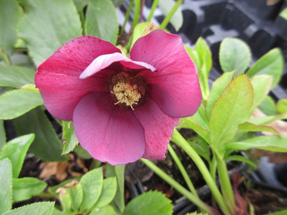 Helleborus x hybridus Pretty Ellen Red - 9cm pot