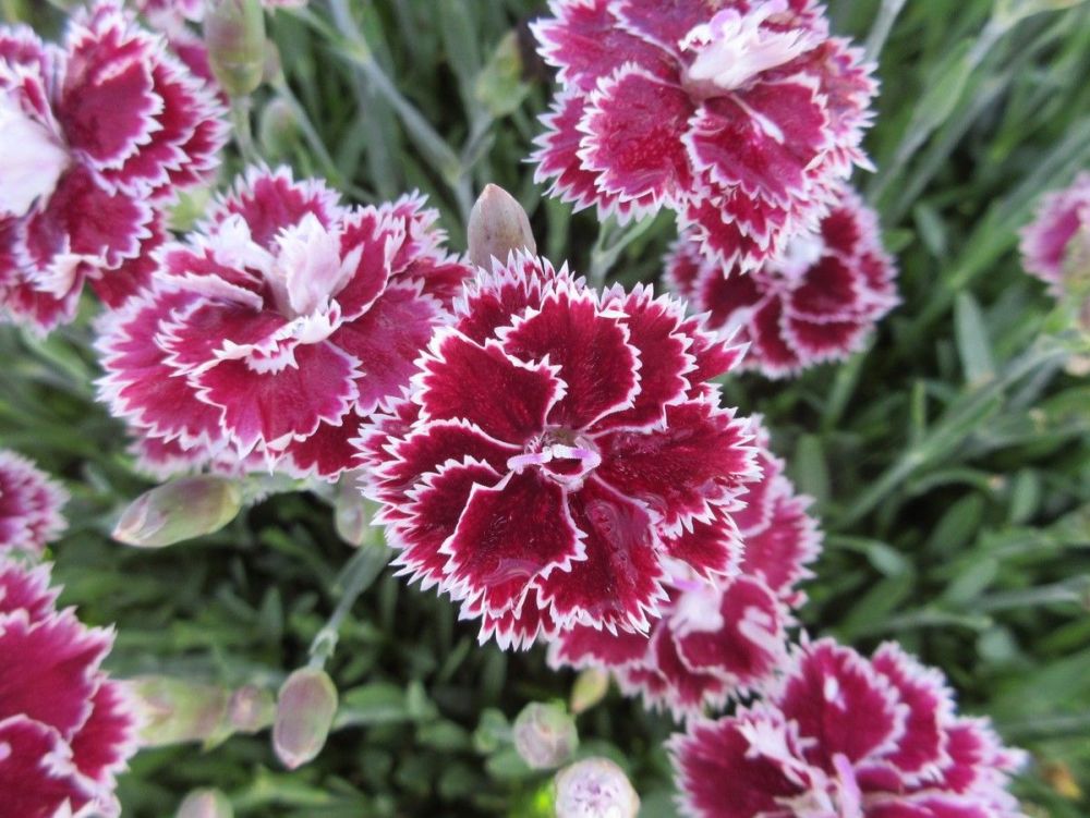 Dianthus Mendlesham Minx - 9cm pot