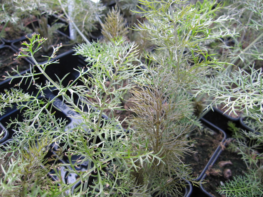 Fennel, Bronze - 9cm pot
