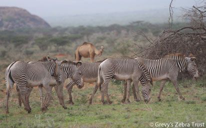 International Zebra Day - help zebra and zebra conservation
