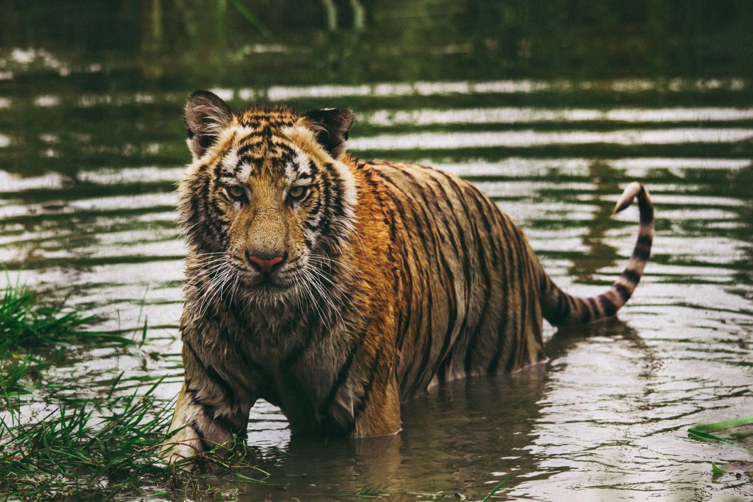 Help Tigers in Tiger Farms