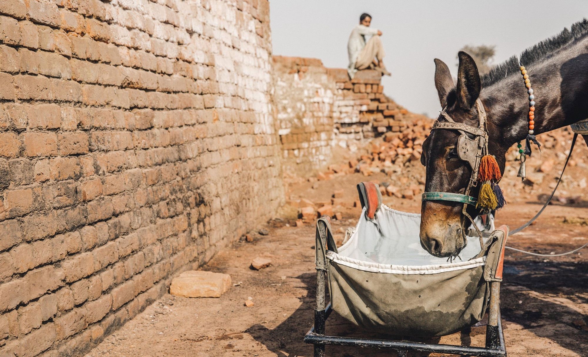 Water for animals - 11 Ways to get water to animals