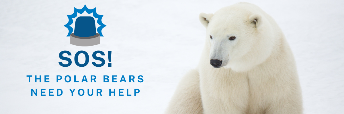 11 ways to help polar bears