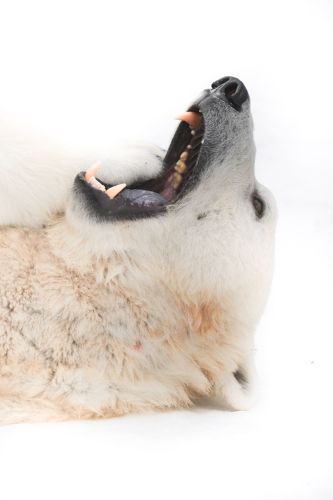 11 ways to help polar bears