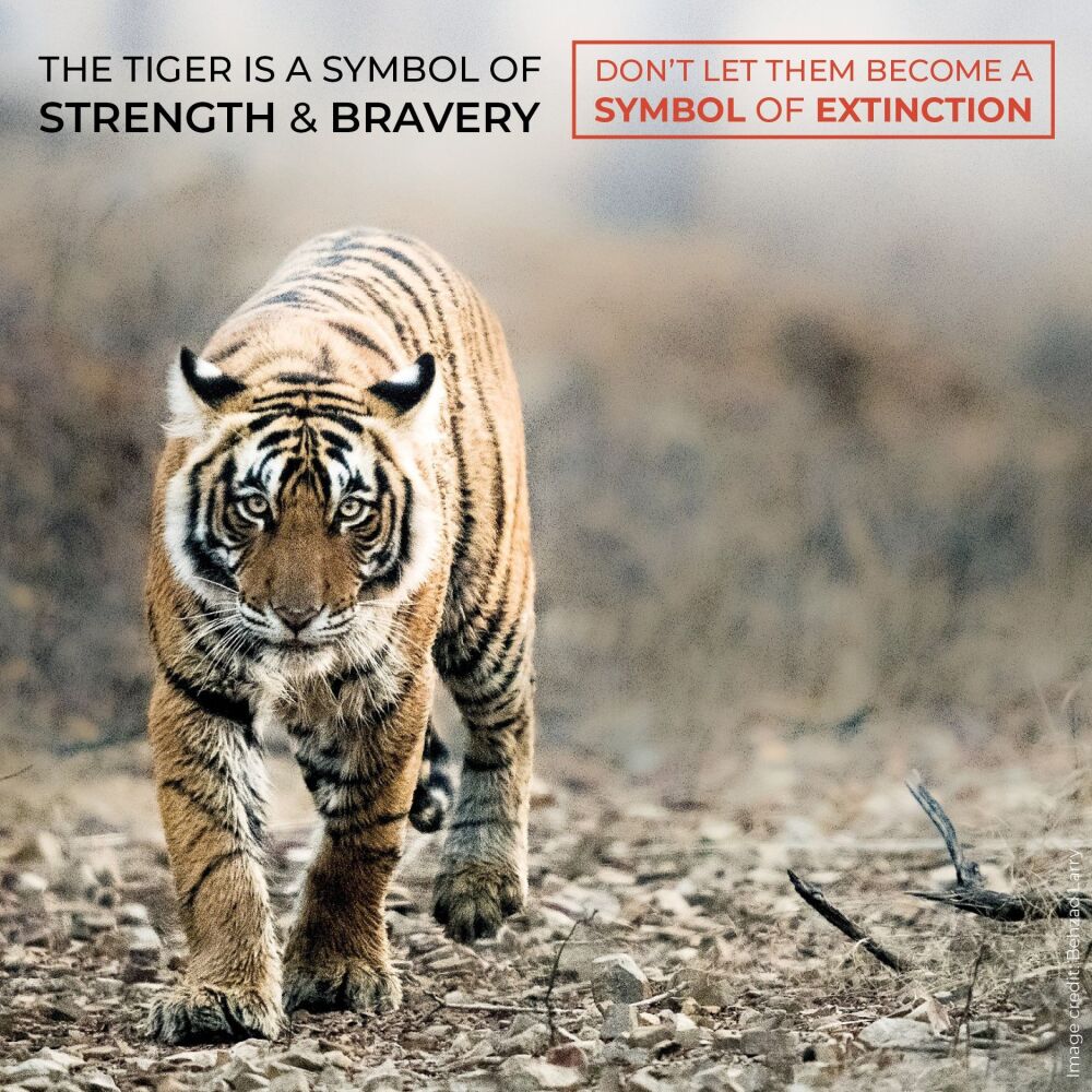 Take Action for Wildlife Conservation - help endangered species ...