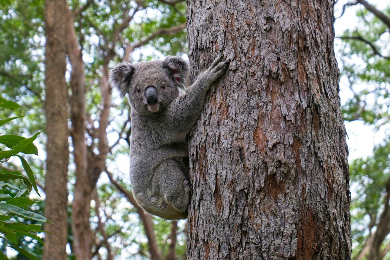 Wild Koala Day is on 3rd May