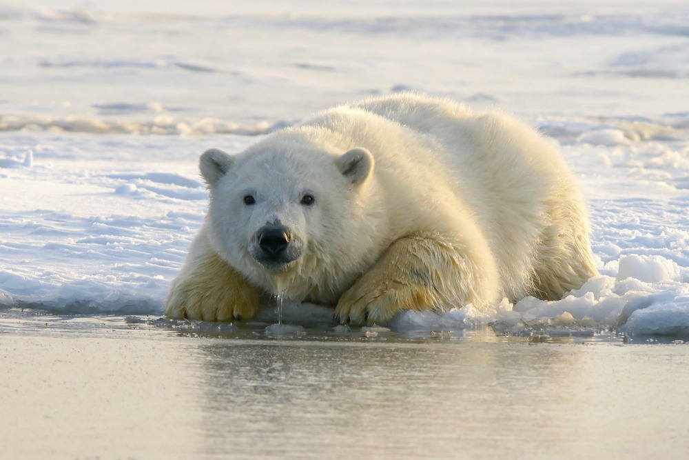 Polar Bear Week