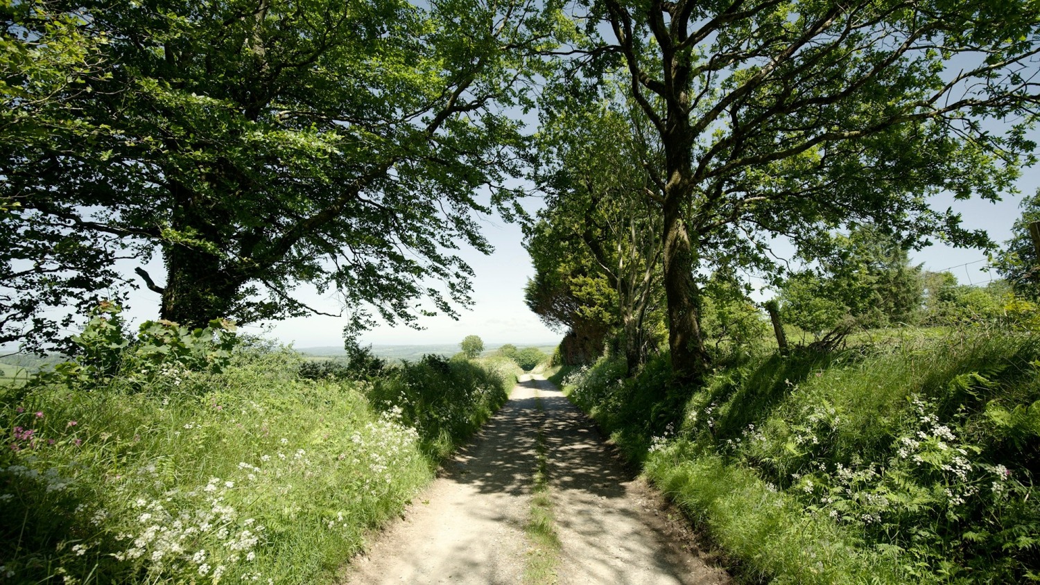 National Hedgerow Week stretches from 5th May to 11th May 2025