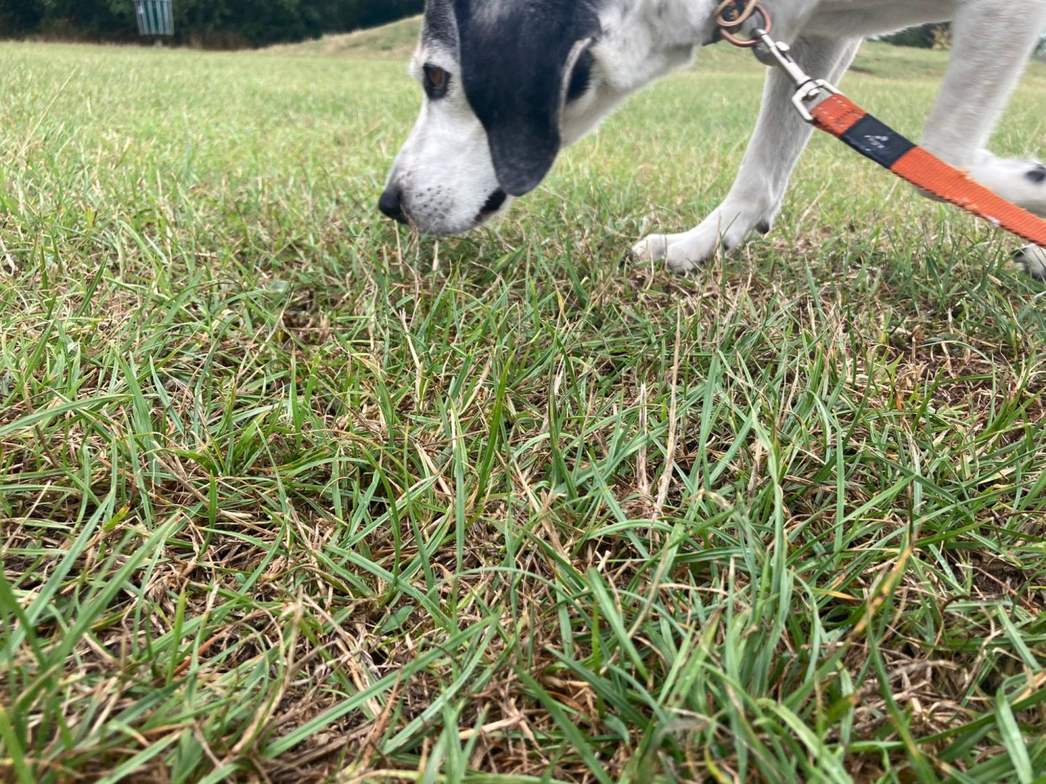 dog ownership, adapting to owning dogs