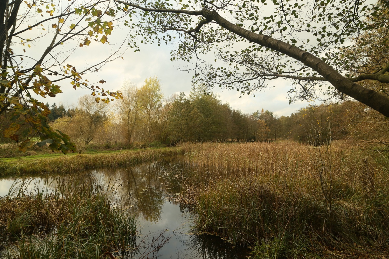 Norfolk Landscapes continued
