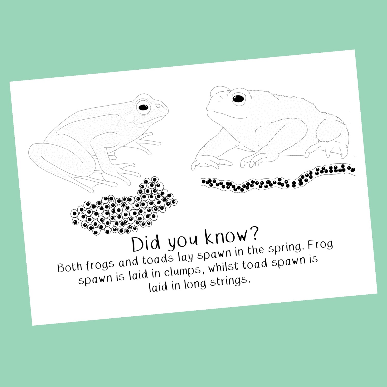 Freebies - Amazing animals colouring and activity sheets free to download.