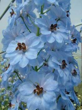 Collected Delphinium Seed - See our range of seed in the Larkspur ...