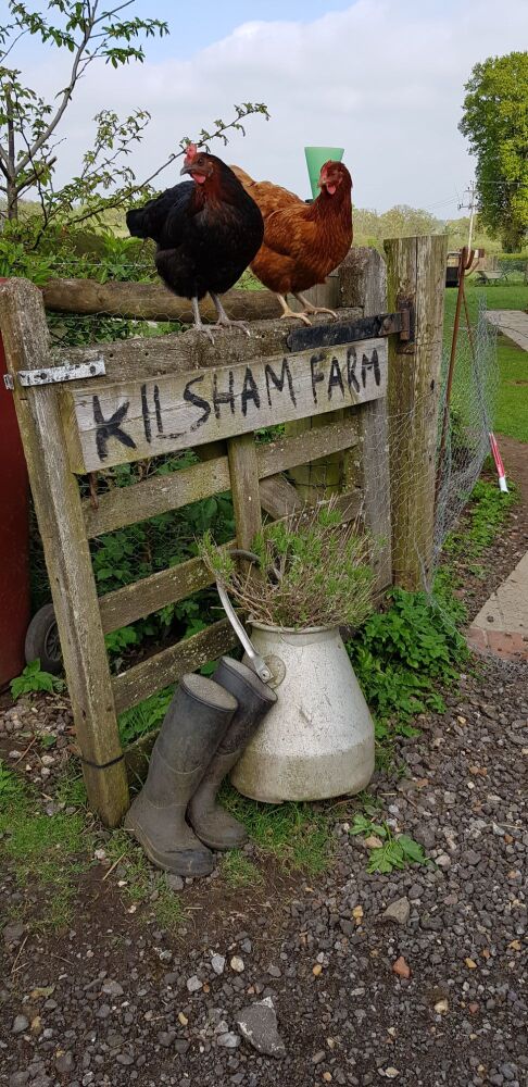 Home [www.kilshamfarm.com]