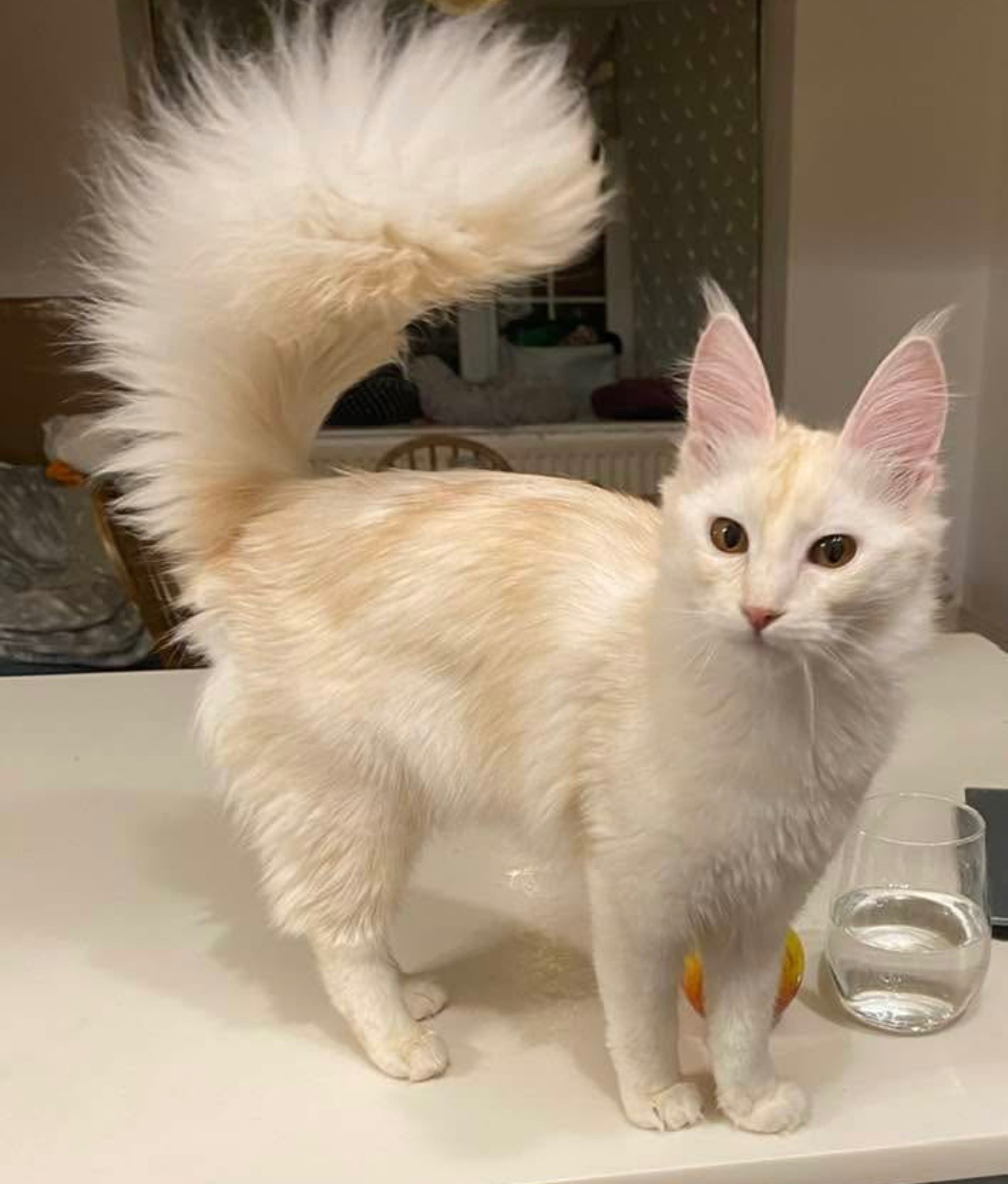 Our Turkish Angora Girls