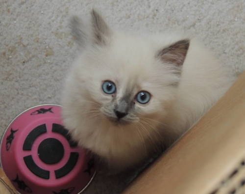 Castletopdolls Ragdoll cattery in Maryland, Ragdoll kittens for sale in ...