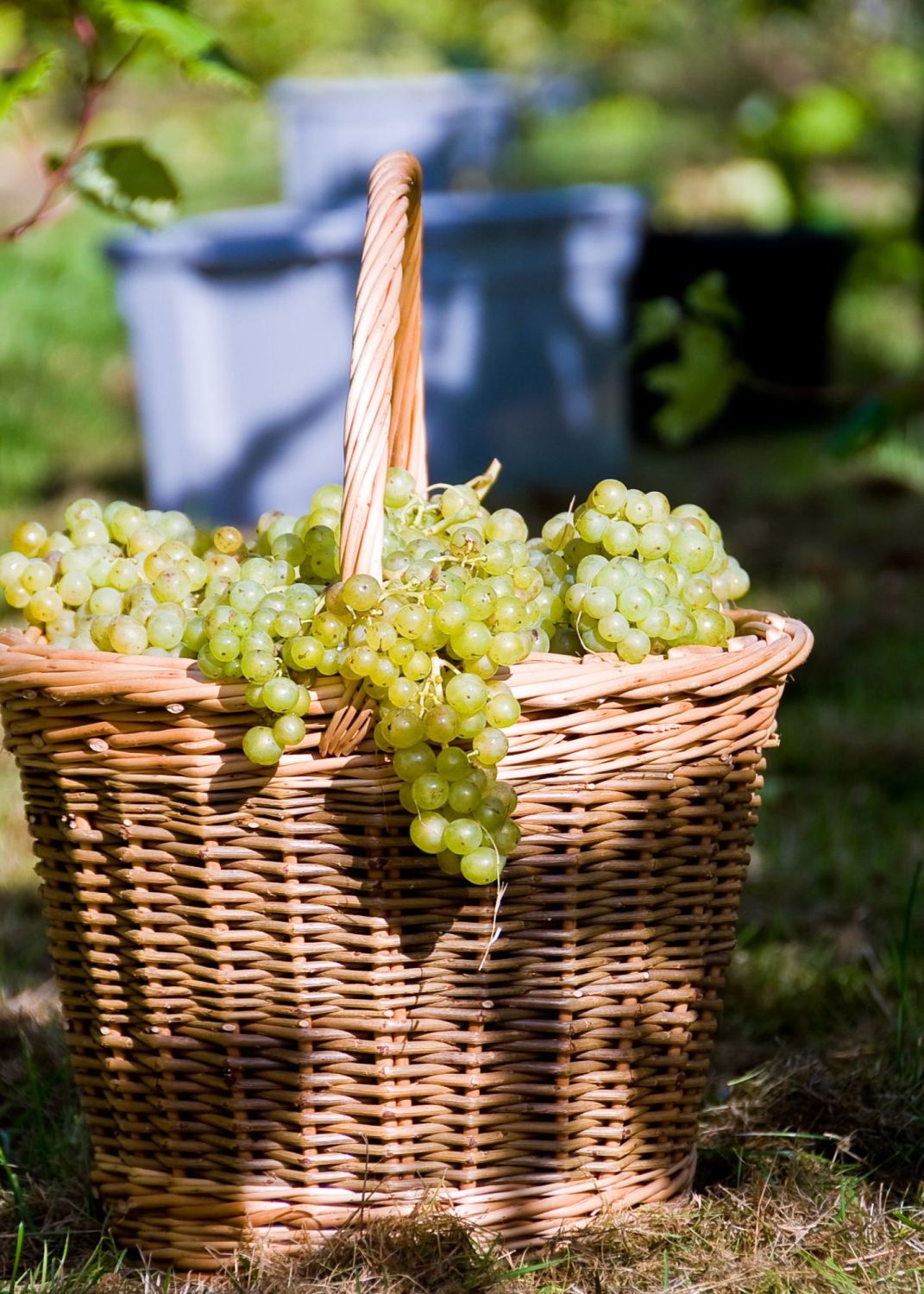 Brightwell Vineyard | English Wine, Sparkling and Brandy from Oxfordshire