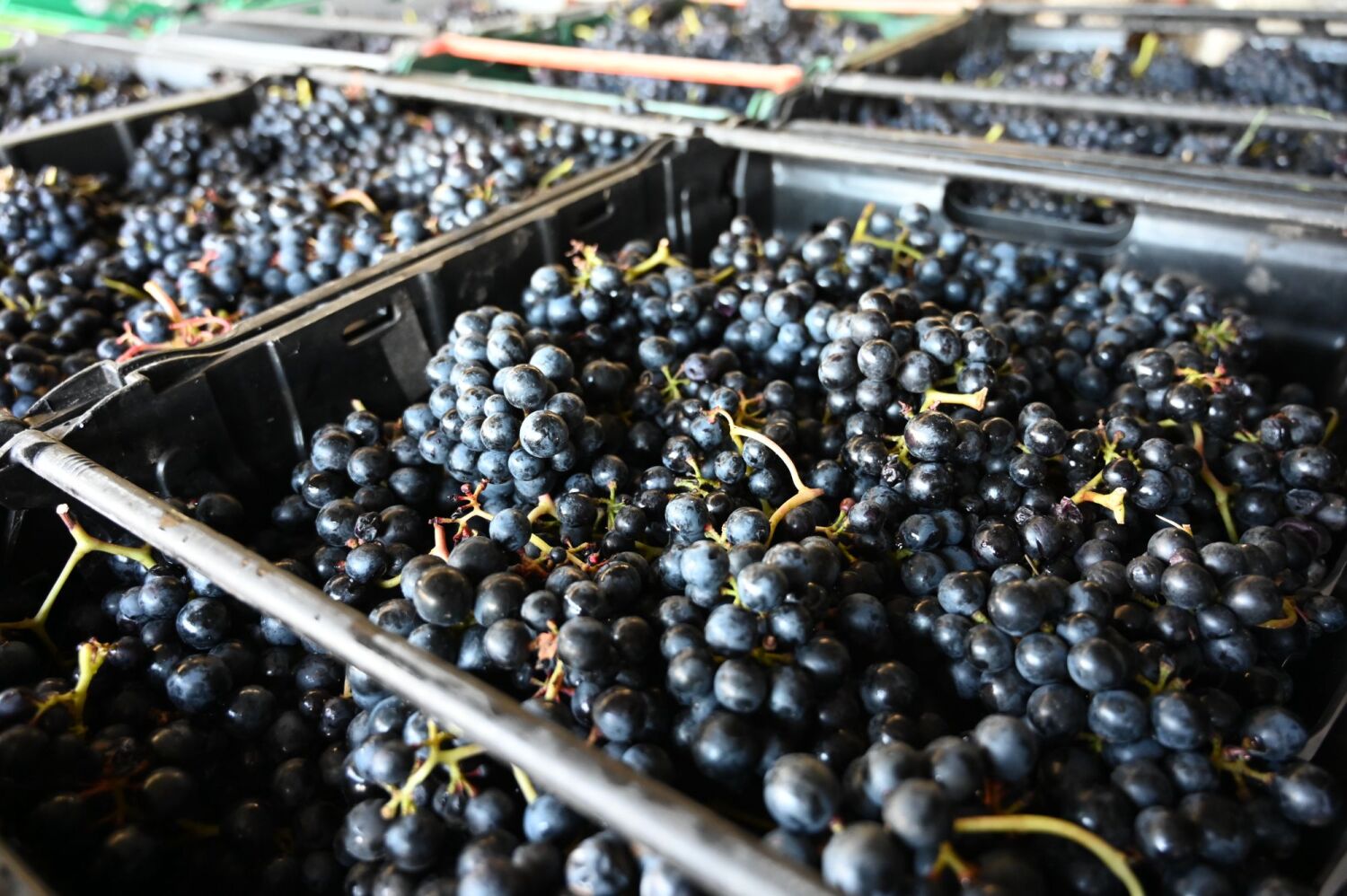 Brightwell Vineyard | English Wine, Sparkling and Brandy from Oxfordshire