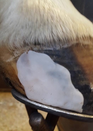 Corrective Shoeing | Surgical Cases | Mark Humphrey Farrier