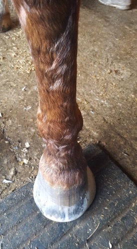 Corrective Shoeing | Surgical Cases | Mark Humphrey Farrier