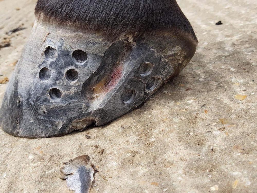 Corrective Shoeing | Surgical Cases | Mark Humphrey Farrier