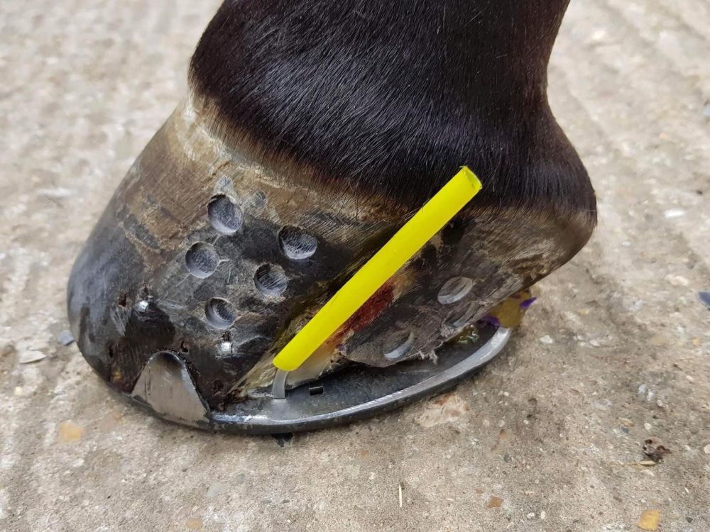 Corrective Shoeing | Surgical Cases | Mark Humphrey Farrier
