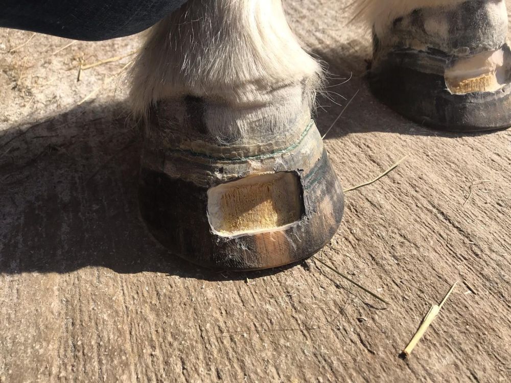 Corrective Shoeing | Surgical Cases | Mark Humphrey Farrier