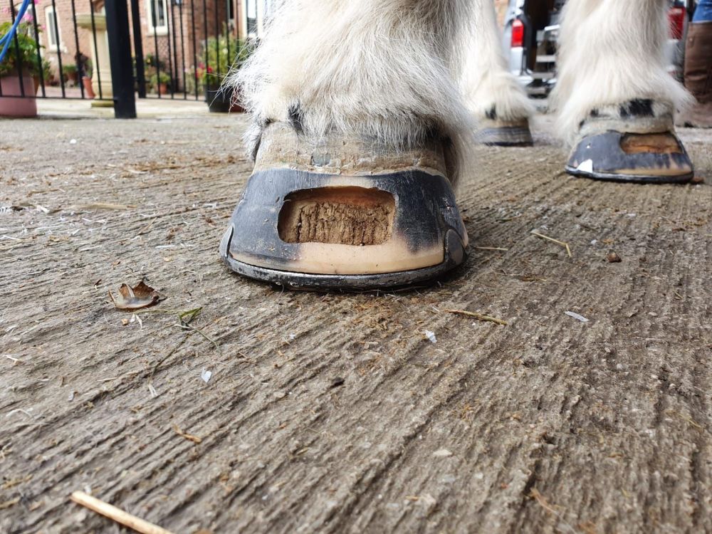 Corrective Shoeing | Surgical Cases | Mark Humphrey Farrier