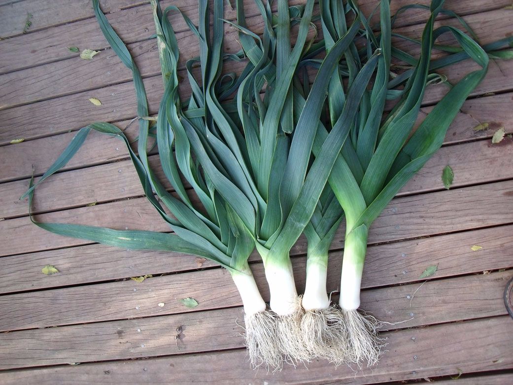 Leek - Lyon