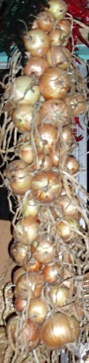 Onion - Pukekohe Long Keeper