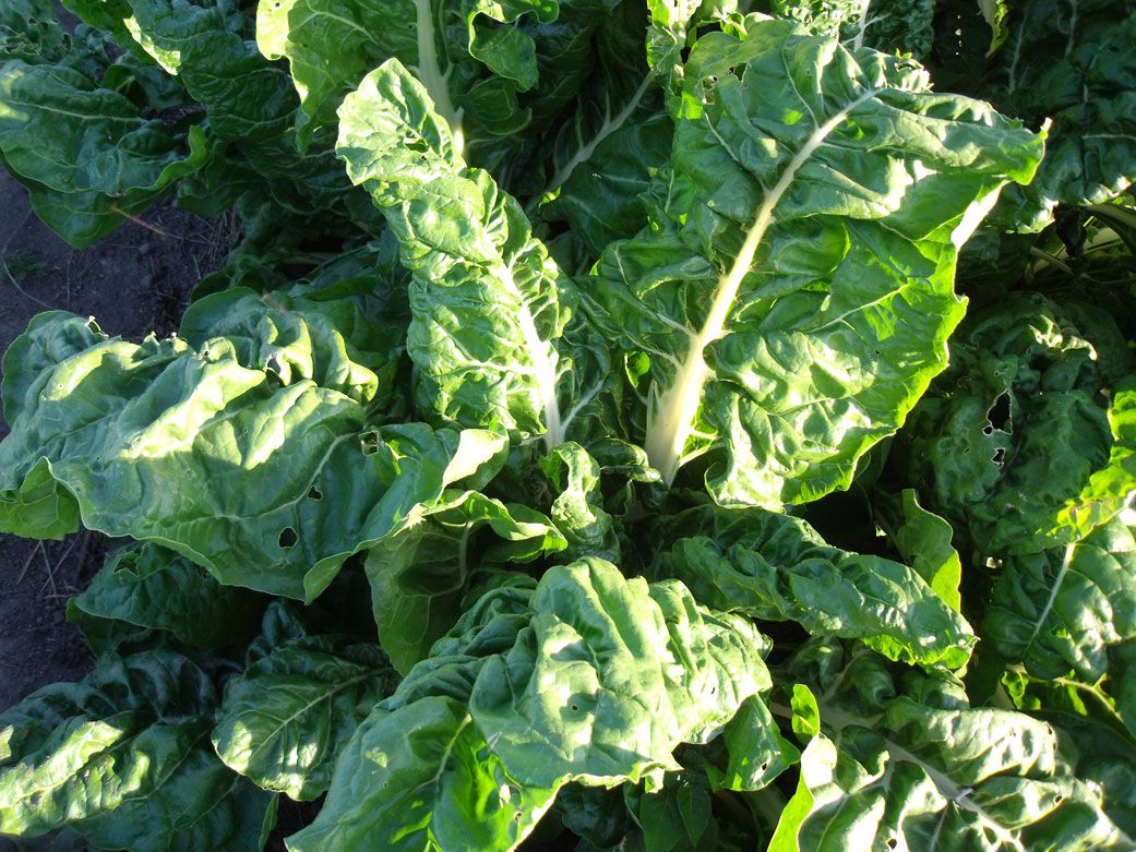 Silverbeet - Fordhook Giant