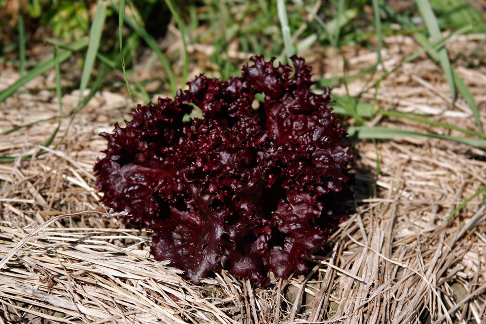 Lettuce - Lollo Rossa