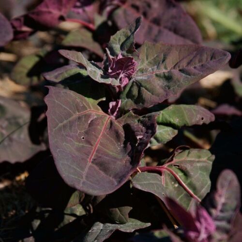 Buy Seeds Online